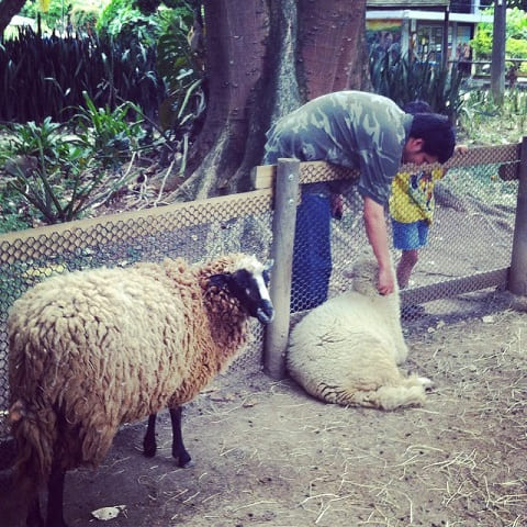 DANIELITO FUISTE POR LANA Y HAS SALIDO TRASQUILADO